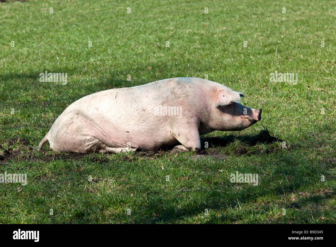 Pig laying down hi-res stock photography and images - Alamy