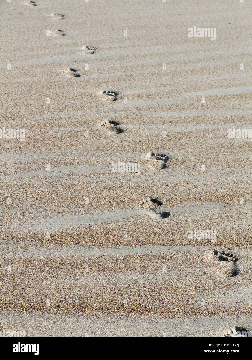 footprints in beach sand Stock Photo - Alamy