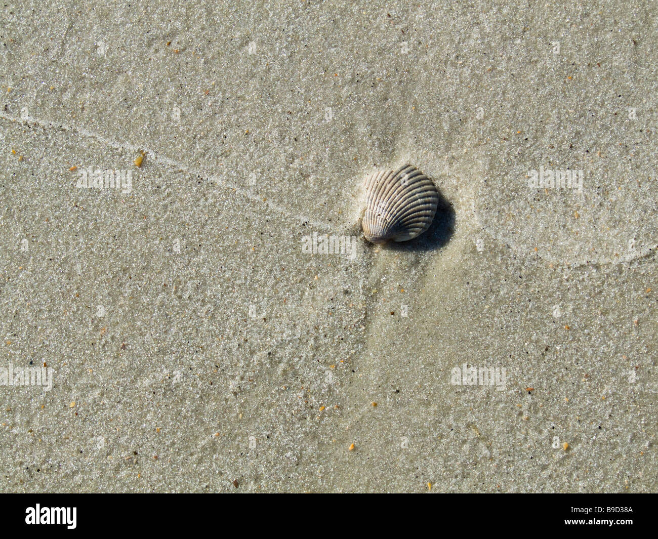 seashell in sand Stock Photo - Alamy