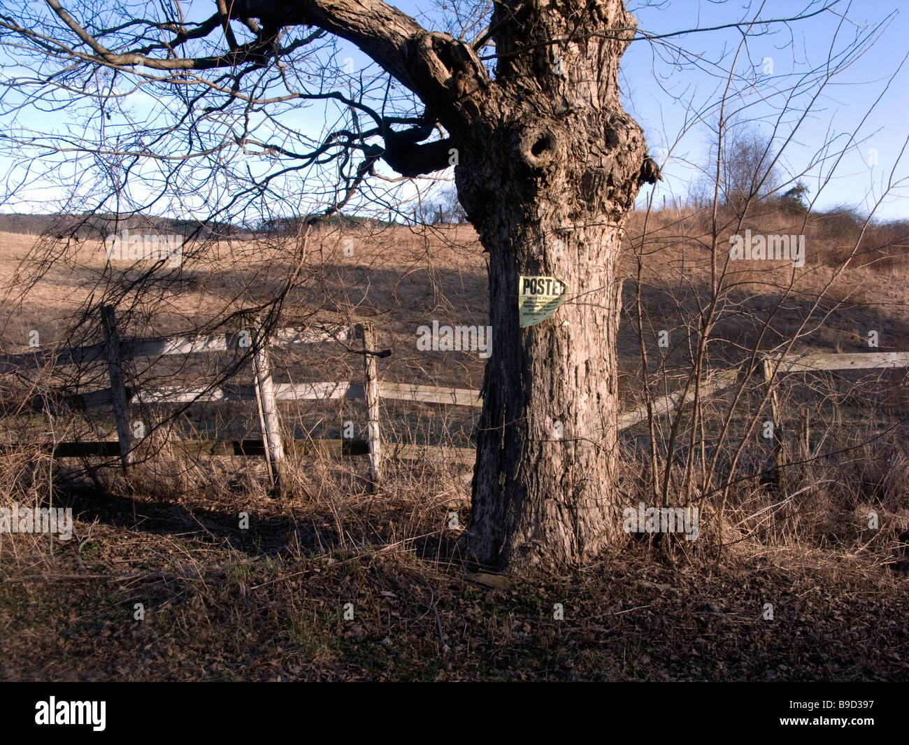 ancient tree with a posted no trespassing sign Stock Photo - Alamy