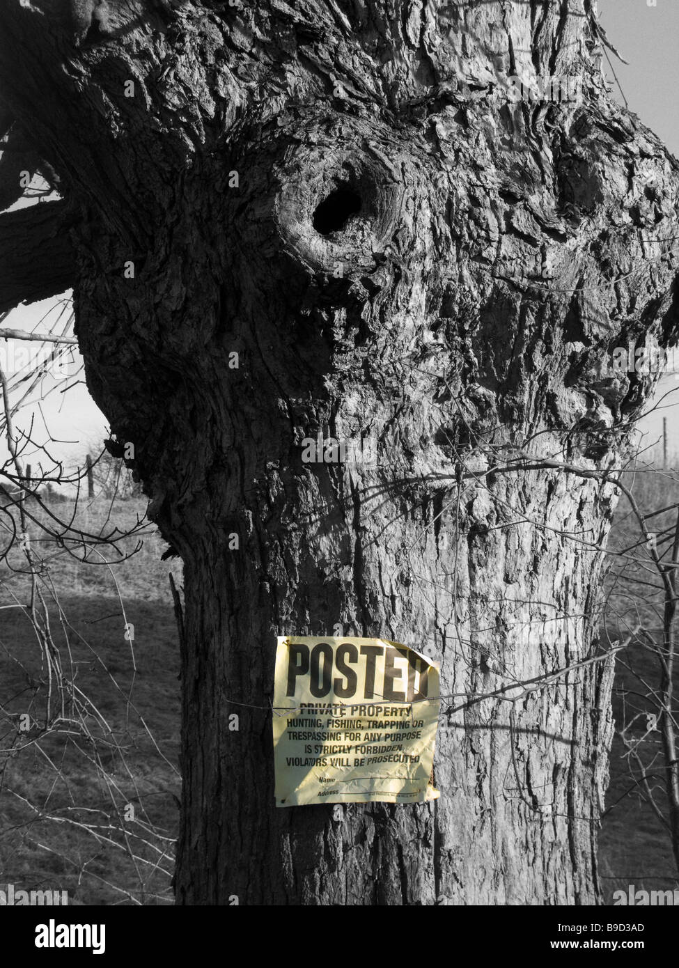 ancient tree with a posted no trespassing sign Stock Photo - Alamy