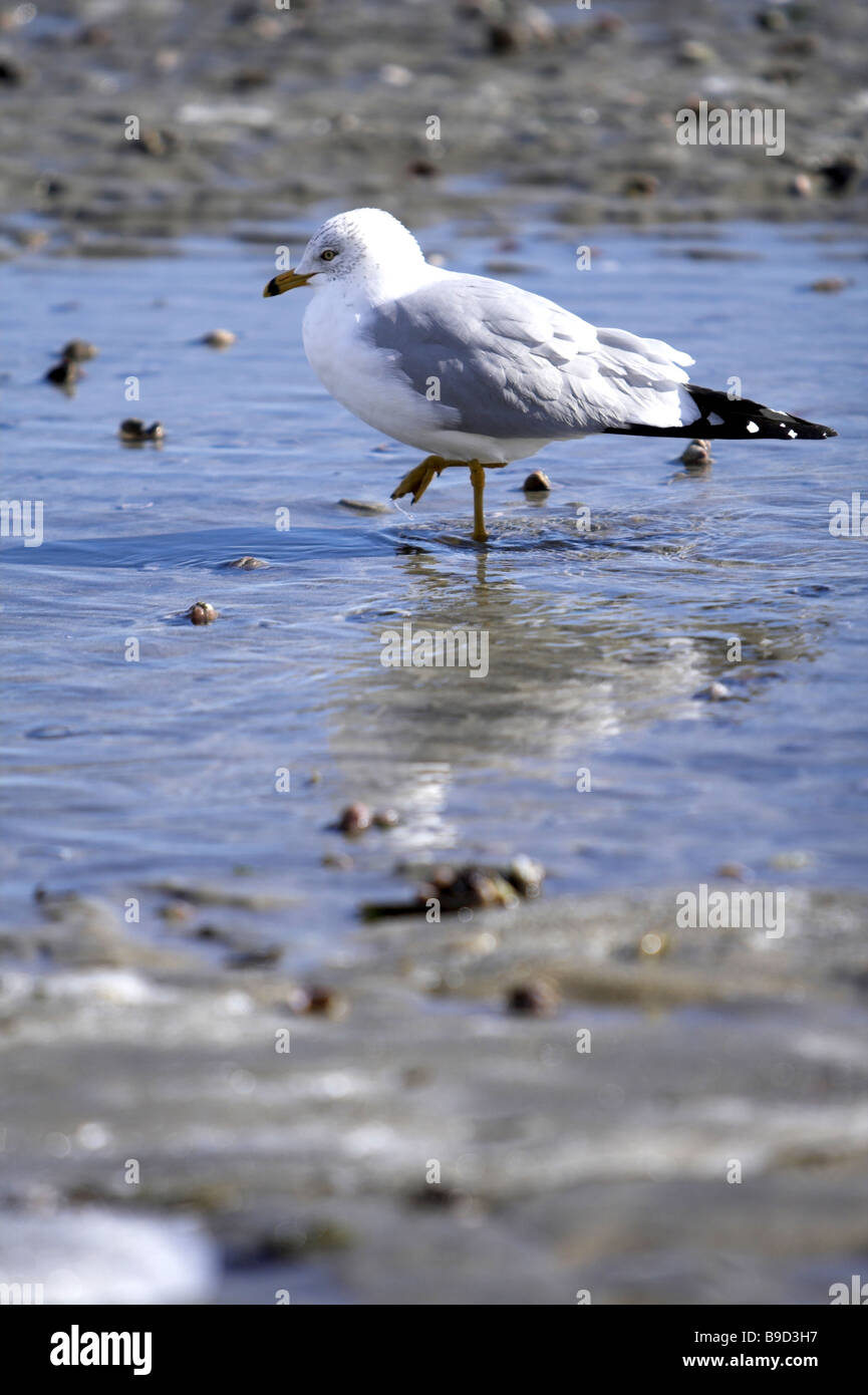 Cold weather seagull hi-res stock photography and images - Alamy