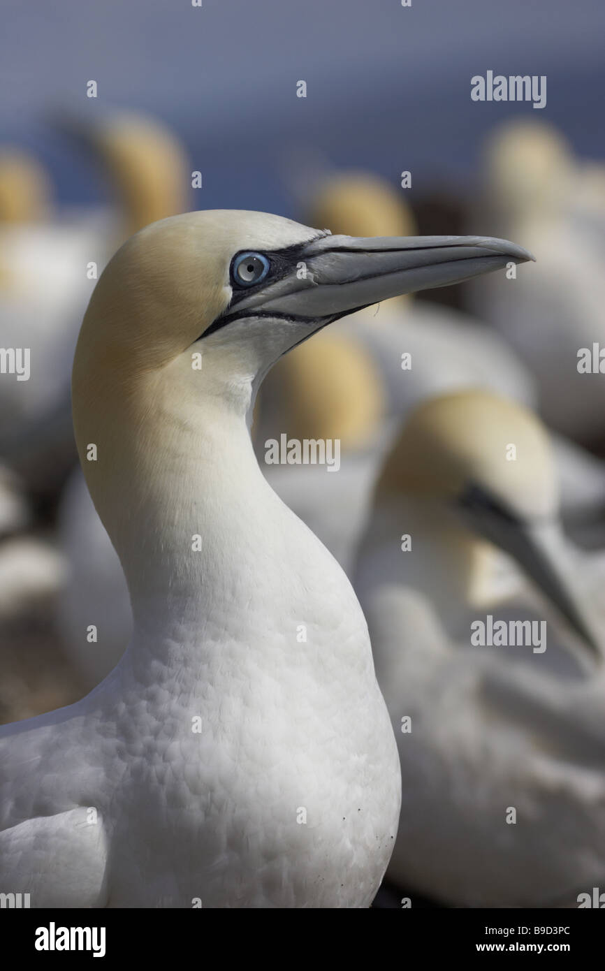 Gannet on Bass Rock Scotland UK Stock Photo - Alamy