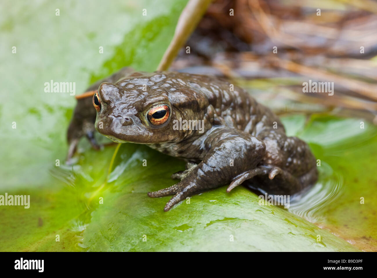 Common Toad (Bufo bufo Stock Photo - Alamy Common Toad (Bufo bufo Stock Photo - Alamy