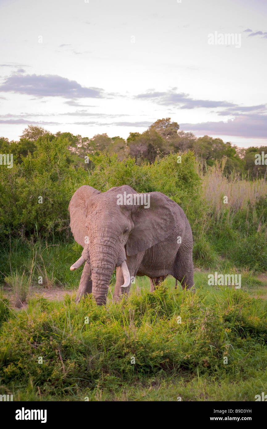 Male elephant in Kruger National park Stock Photo - Alamy