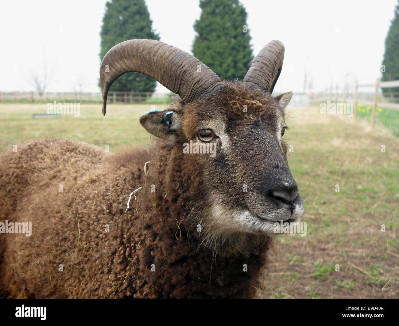 Soay Sheep High Resolution Stock Photography and Images - Alamy