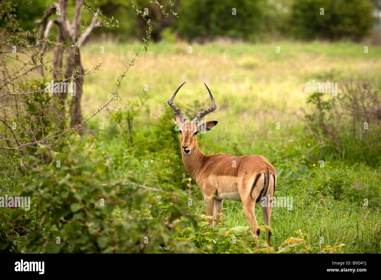 Lion impala hi-res stock photography and images - Alamy