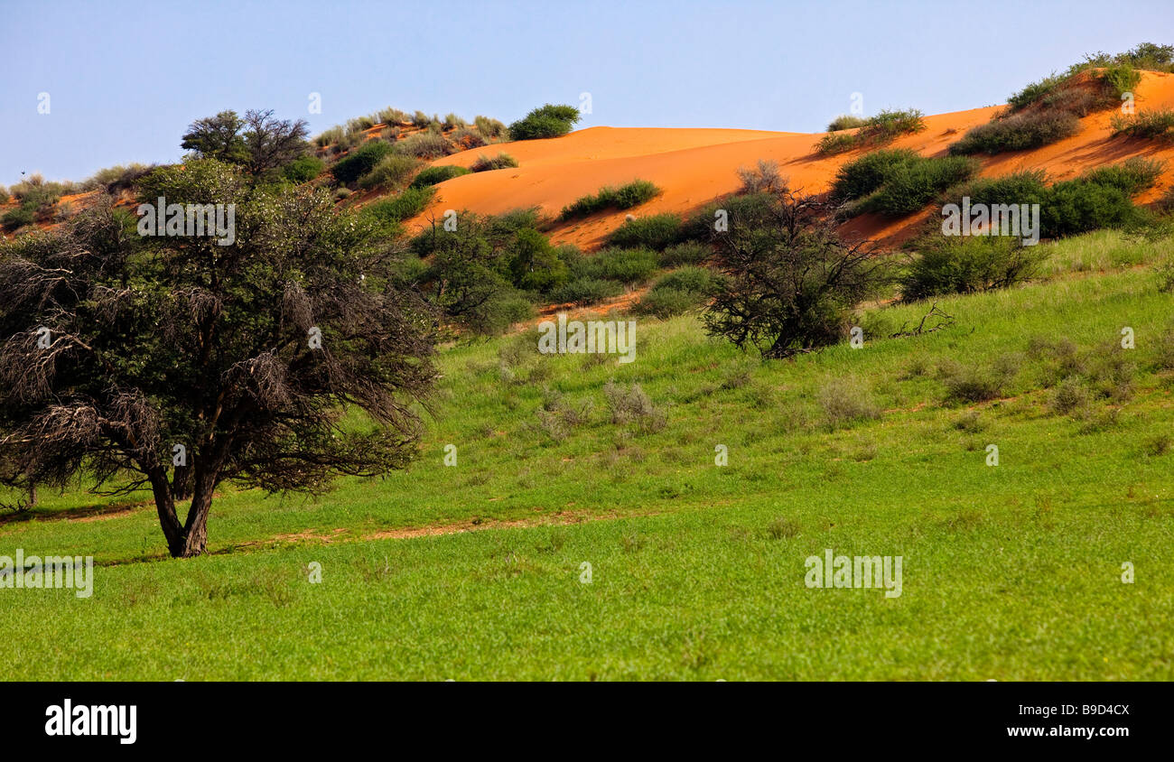 Kalahari Desert Rainfall