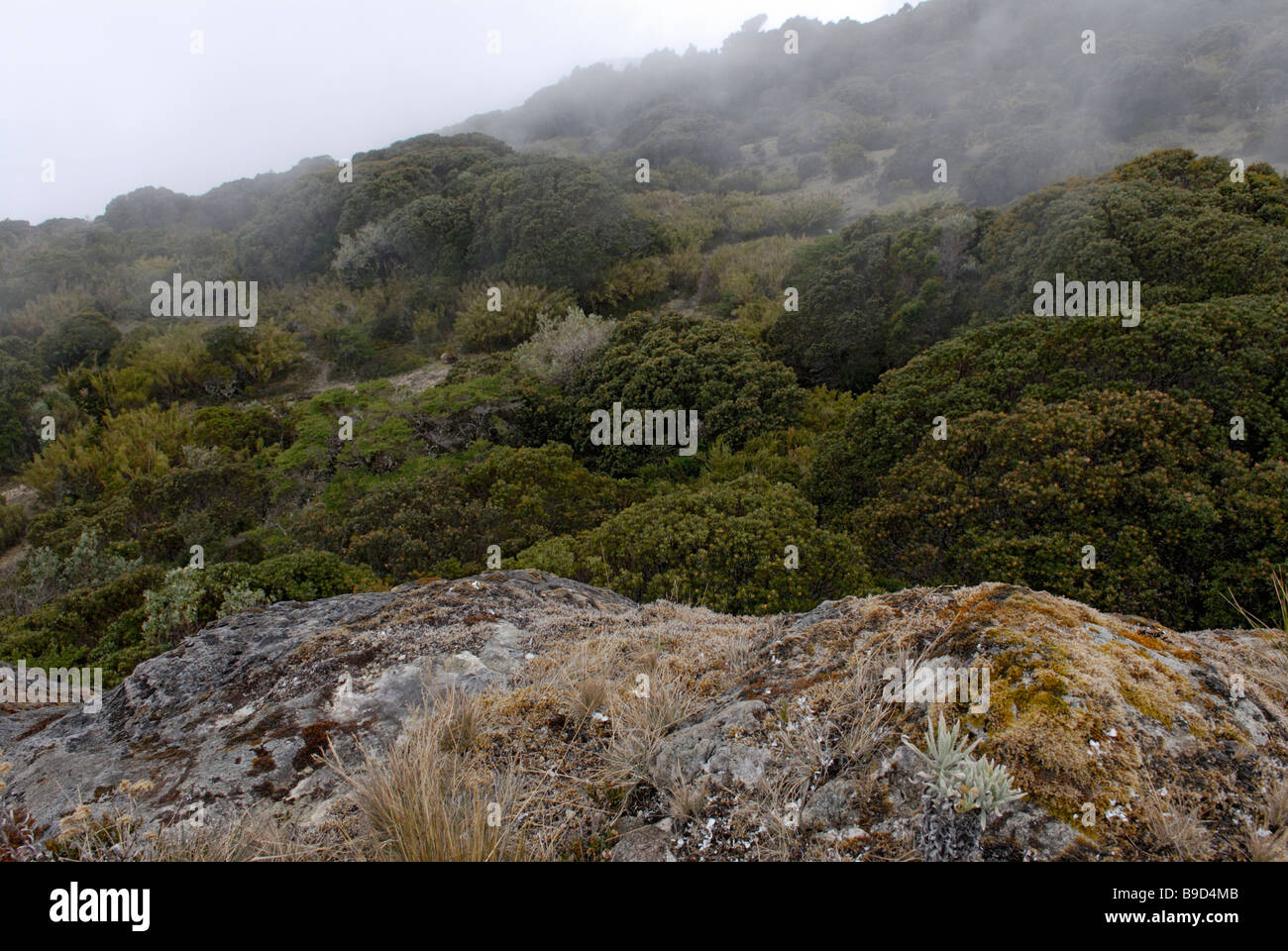 High elevation ecosystem hi-res stock photography and images - Alamy