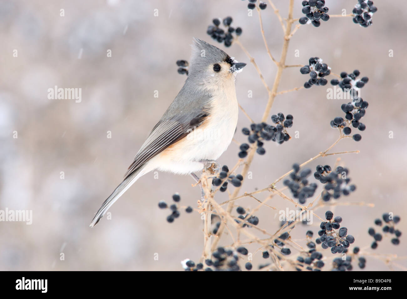Titmouse and snow hi-res stock photography and images - Alamy