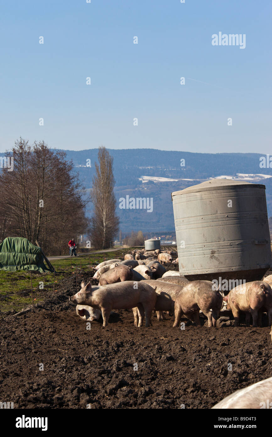 Pigs on a pig farm eating from a feeding trough Stock Photo - Alamy