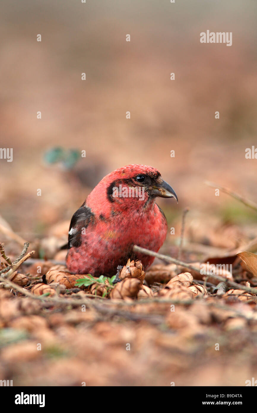 White winged Crossbill eating seeds from Hemlock cones which have ...