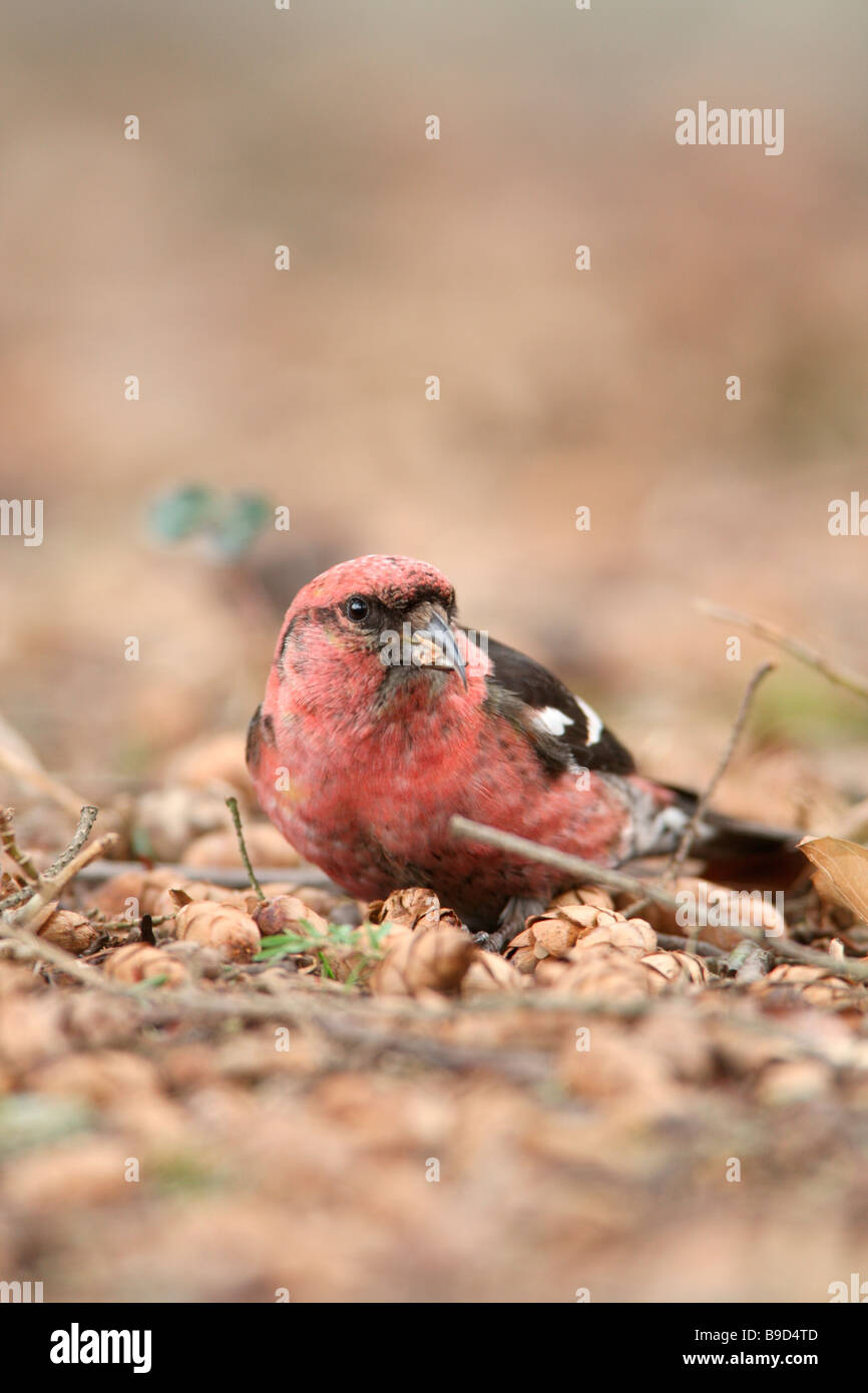 White winged Crossbill eating seeds from Hemlock cones which have ...