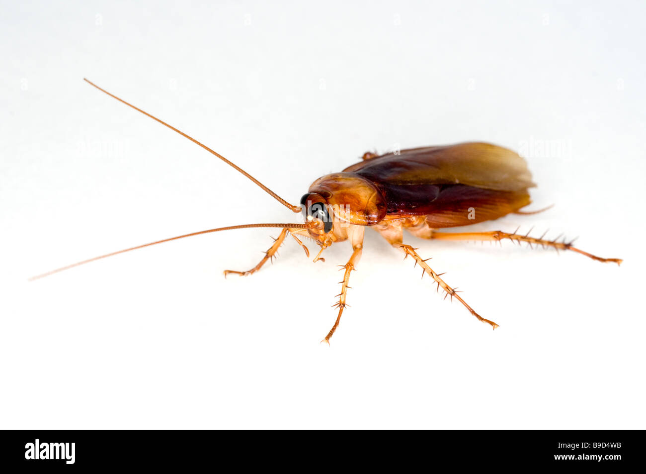 Cockroaches hi-res stock photography and images - Alamy
