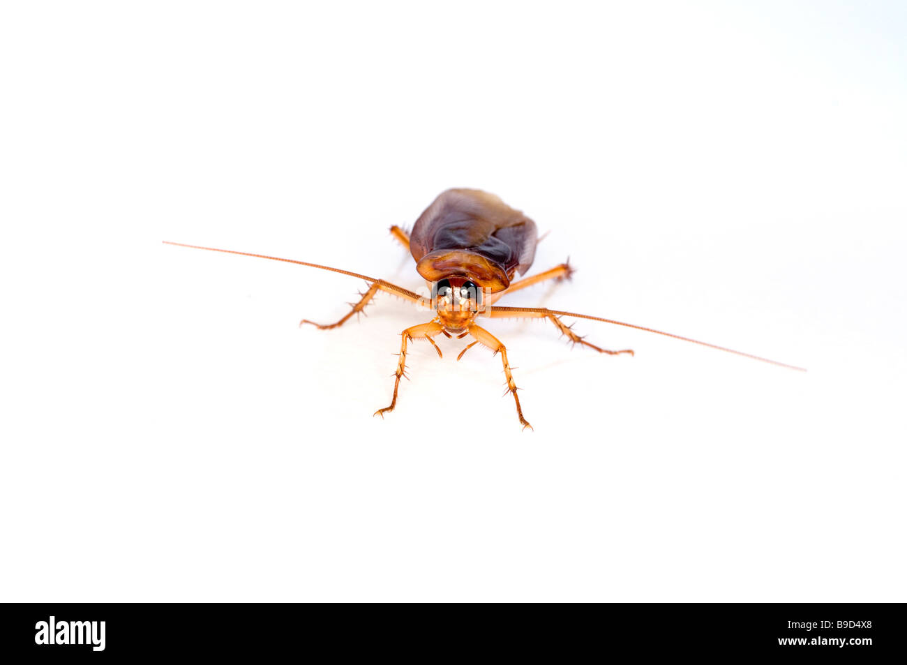 AMERICAN COCKROACH Periplaneta americana Stock Photo - Alamy