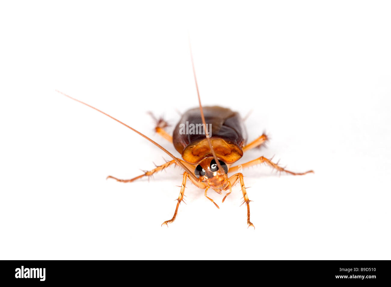 American cockroaches Cut Out Stock Images & Pictures - Alamy