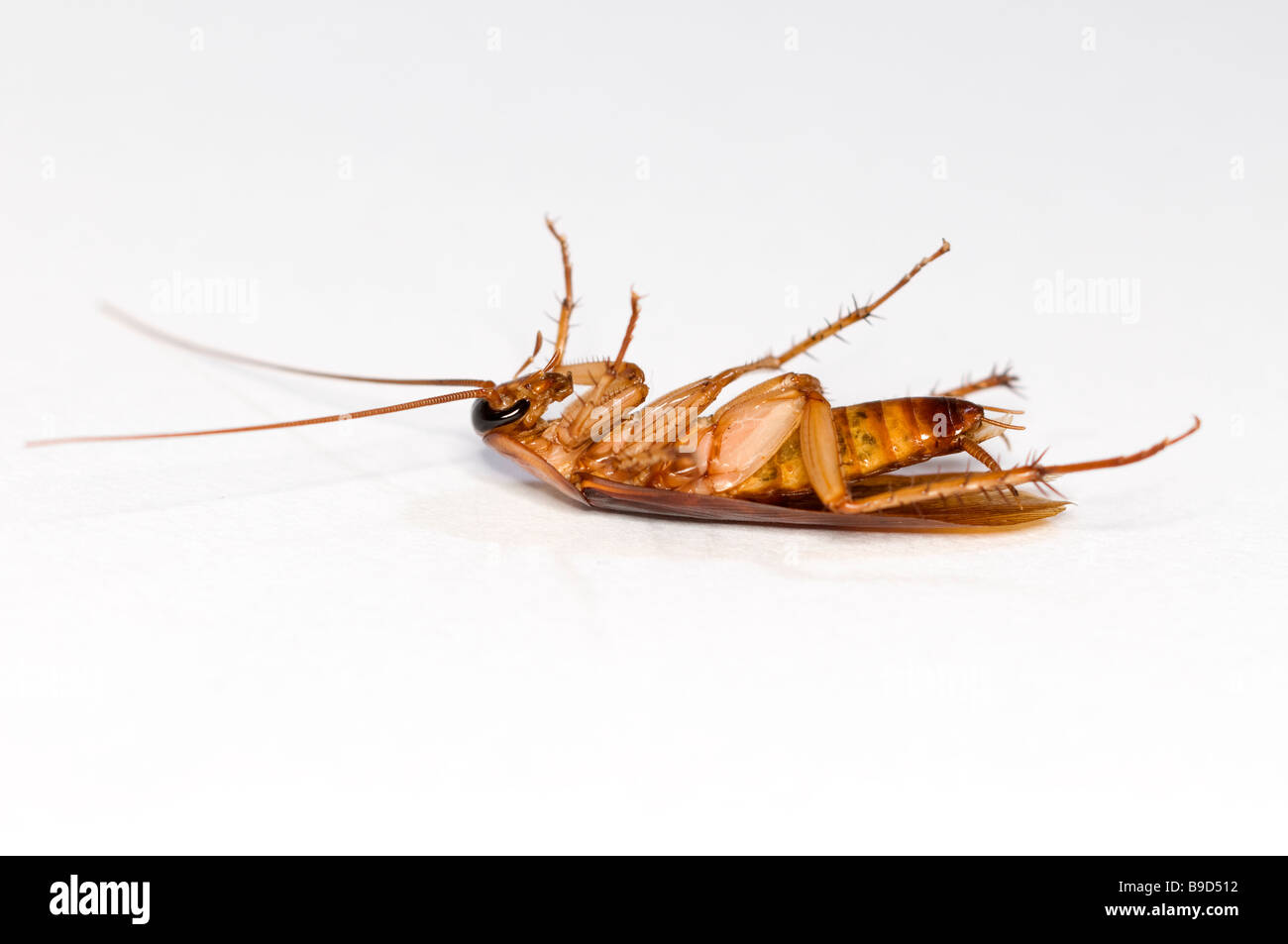 Cockroach dead cockroach hi-res stock photography and images - Alamy