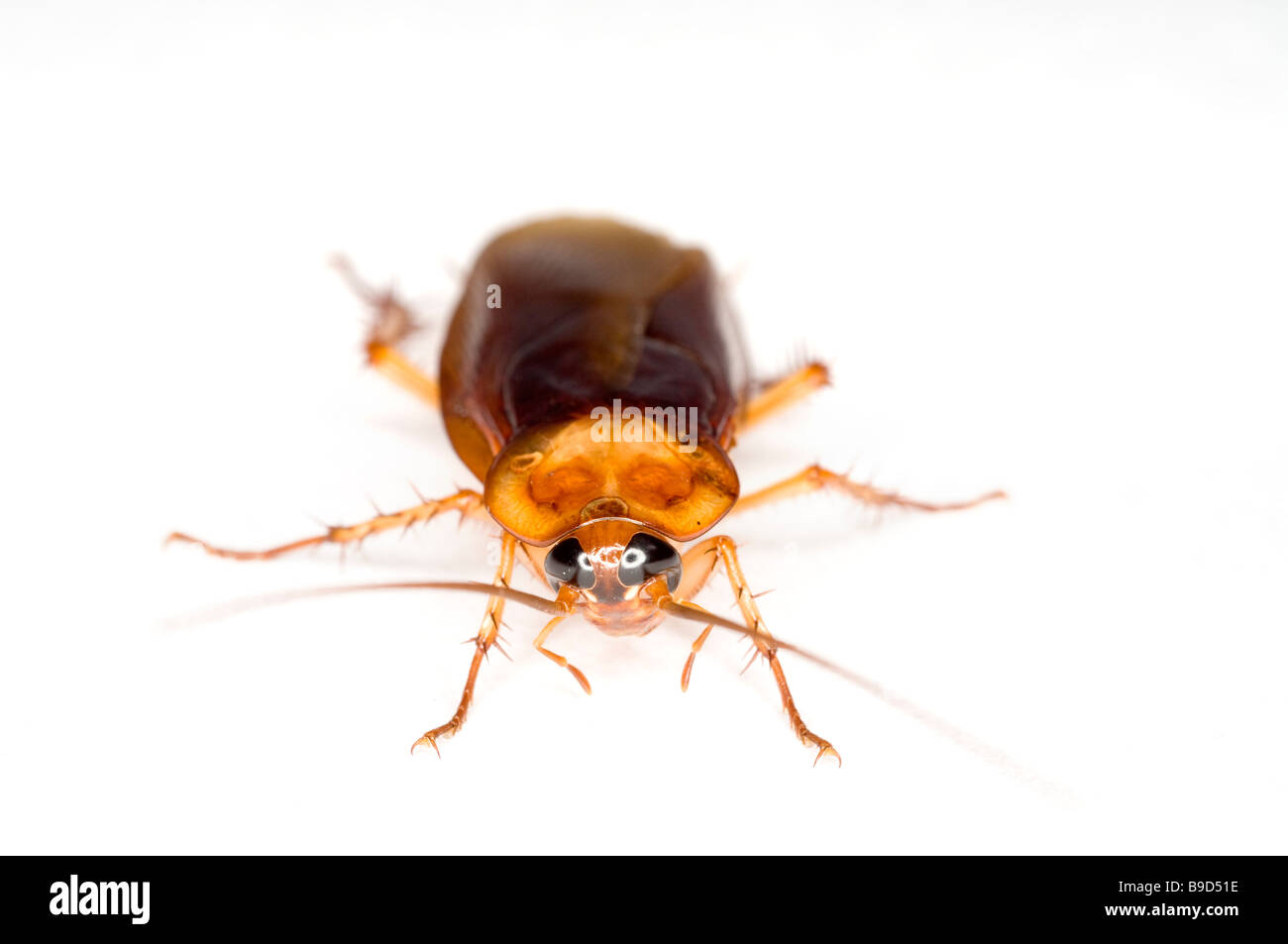 Periplaneta hi-res stock photography and images - Alamy