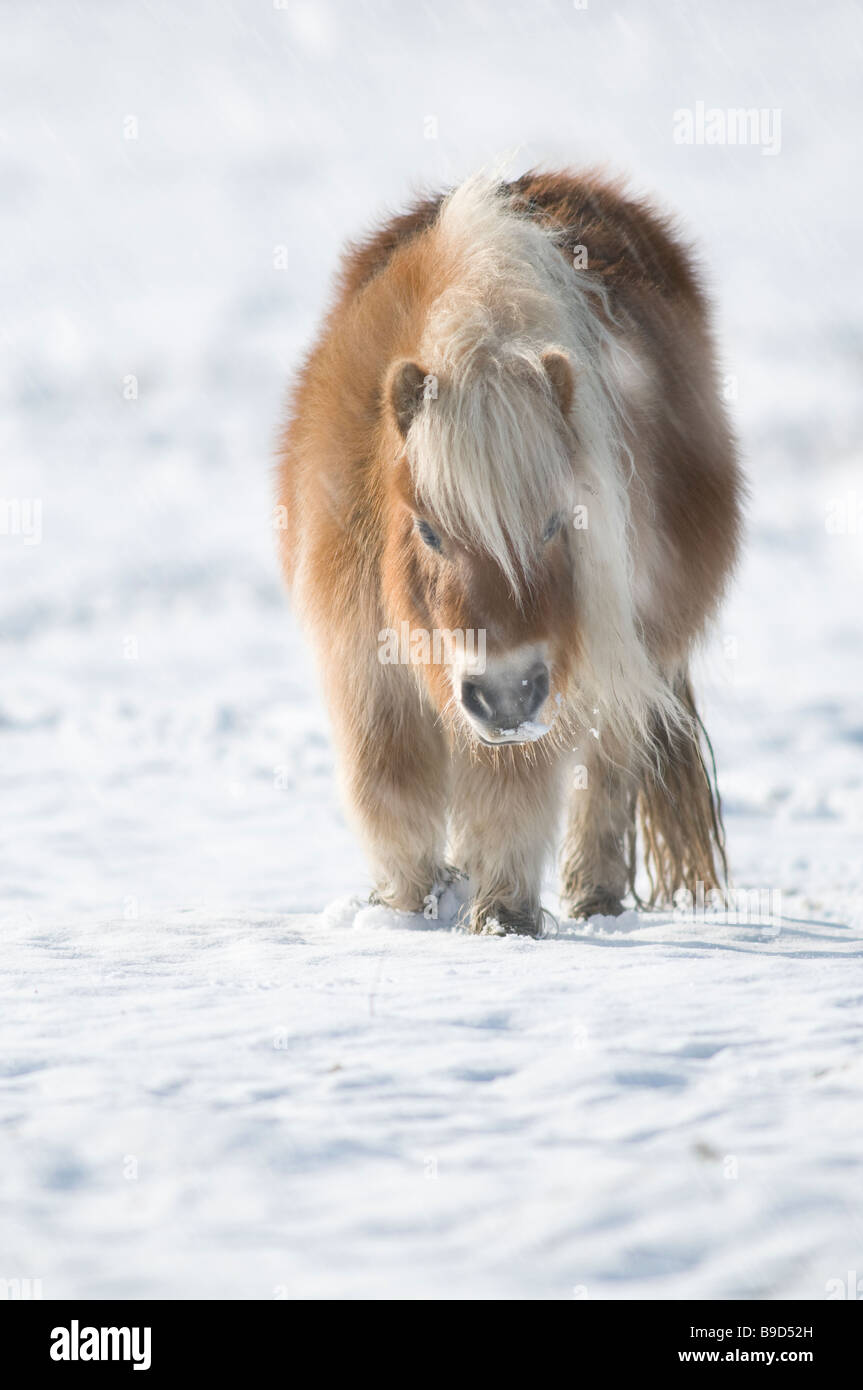 Minature Shetland Pony in snow UK Stock Photo - Alamy