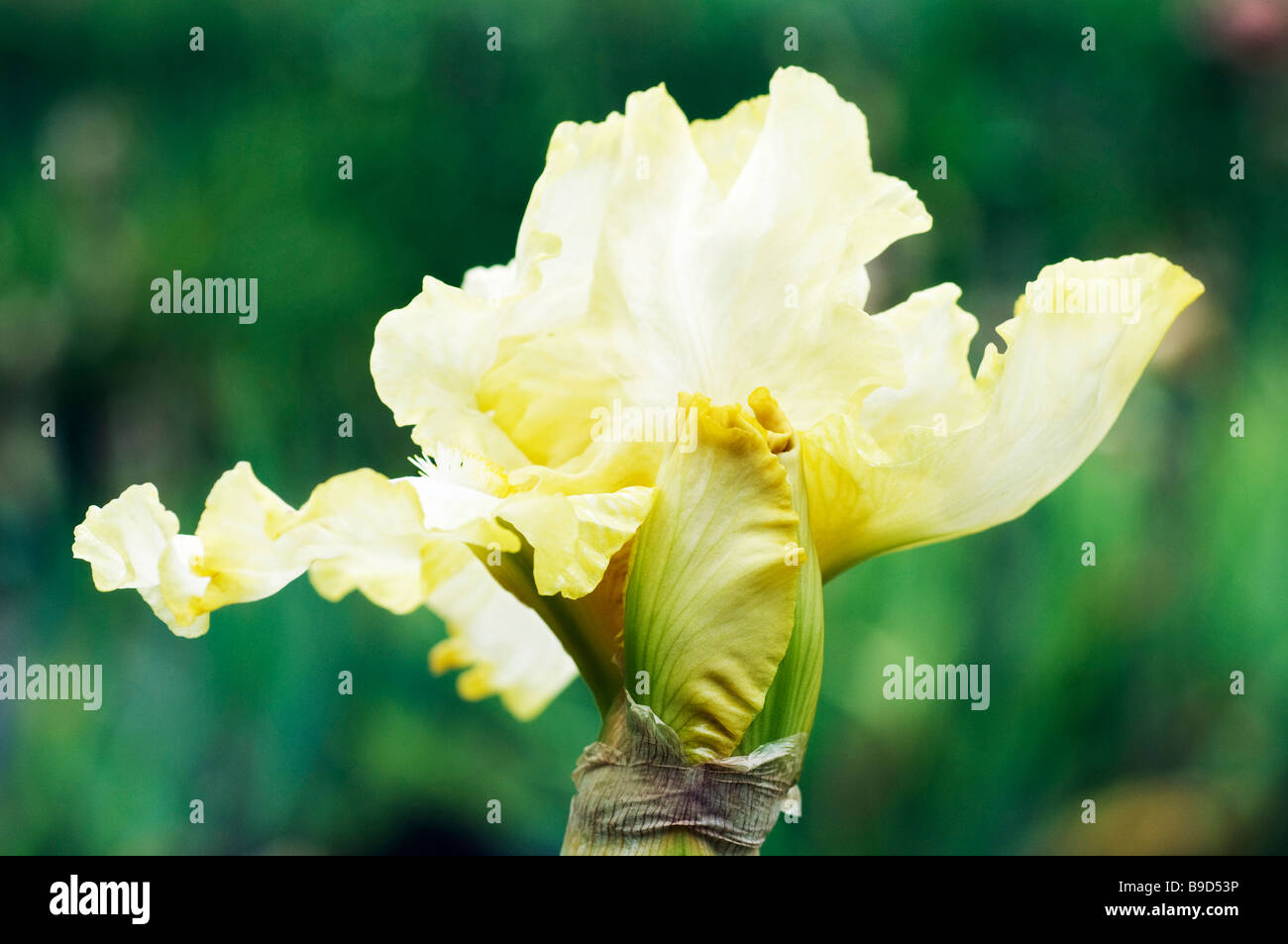 Iris 'Early Light' Stock Photo - Alamy