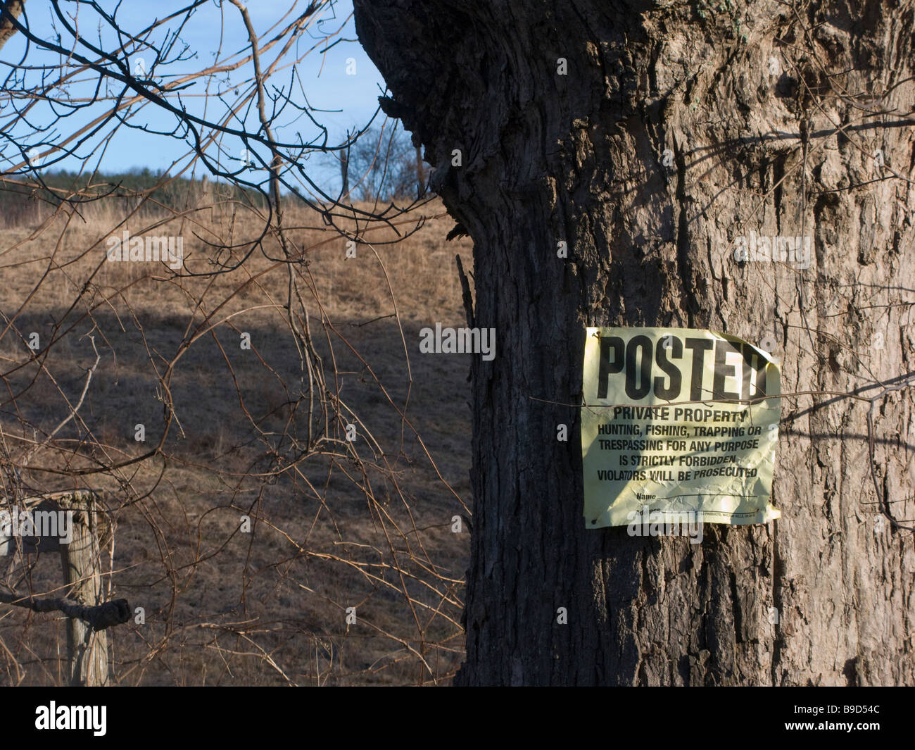 ancient tree with a posted no trespassing sign Stock Photo - Alamy