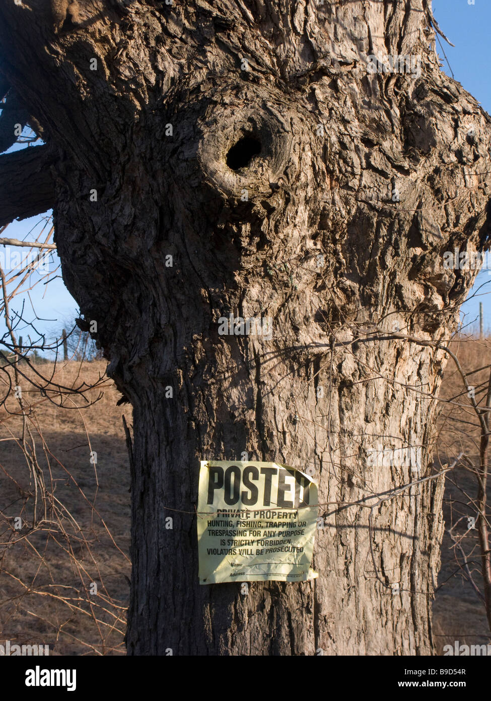 ancient tree with a posted no trespassing sign Stock Photo - Alamy