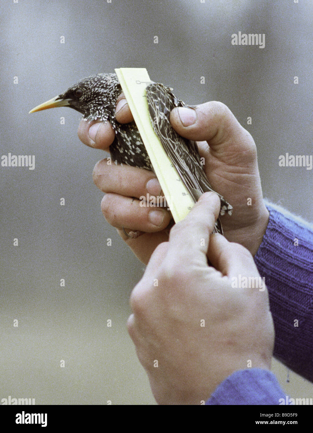A researcher with the Oka nature reserve measuring a bird before ...