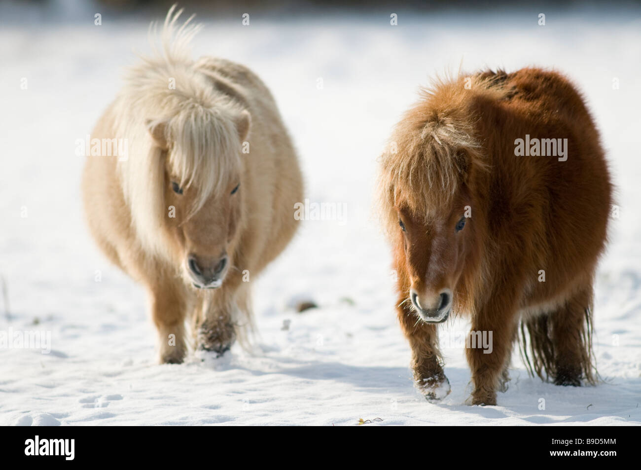 Minature Shetland Pony in snow UK Stock Photo - Alamy