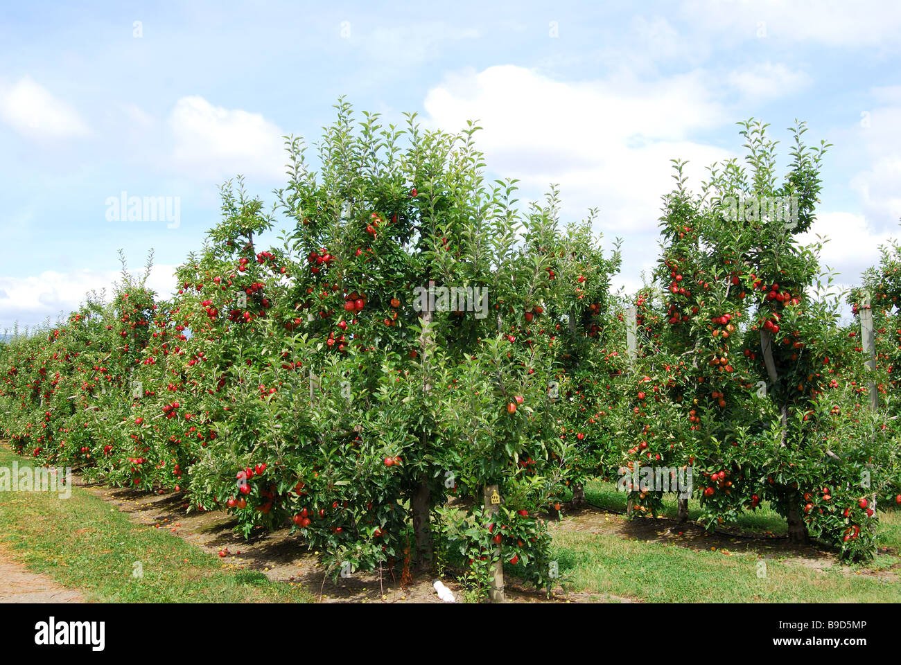 Apple orchard, Richmond, Tasman, South Island, New Zealand Stock Photo ...