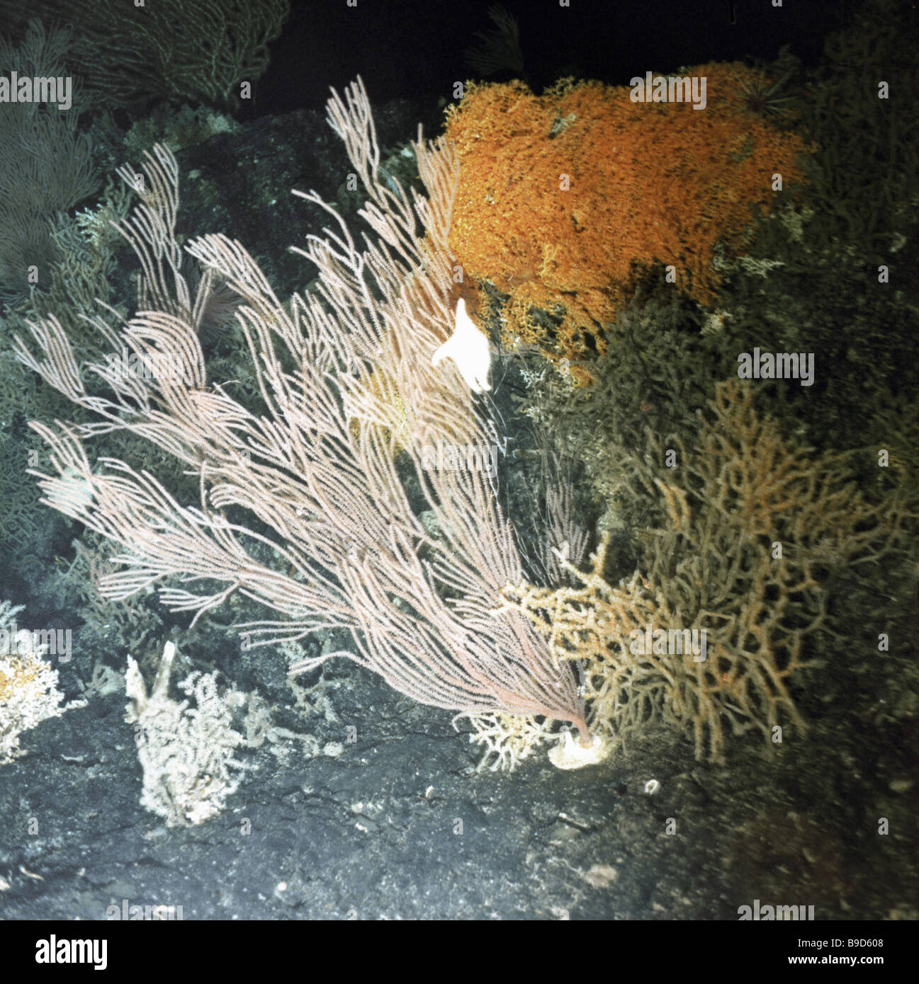 Indian Ocean s plant kingdom Stock Photo - Alamy