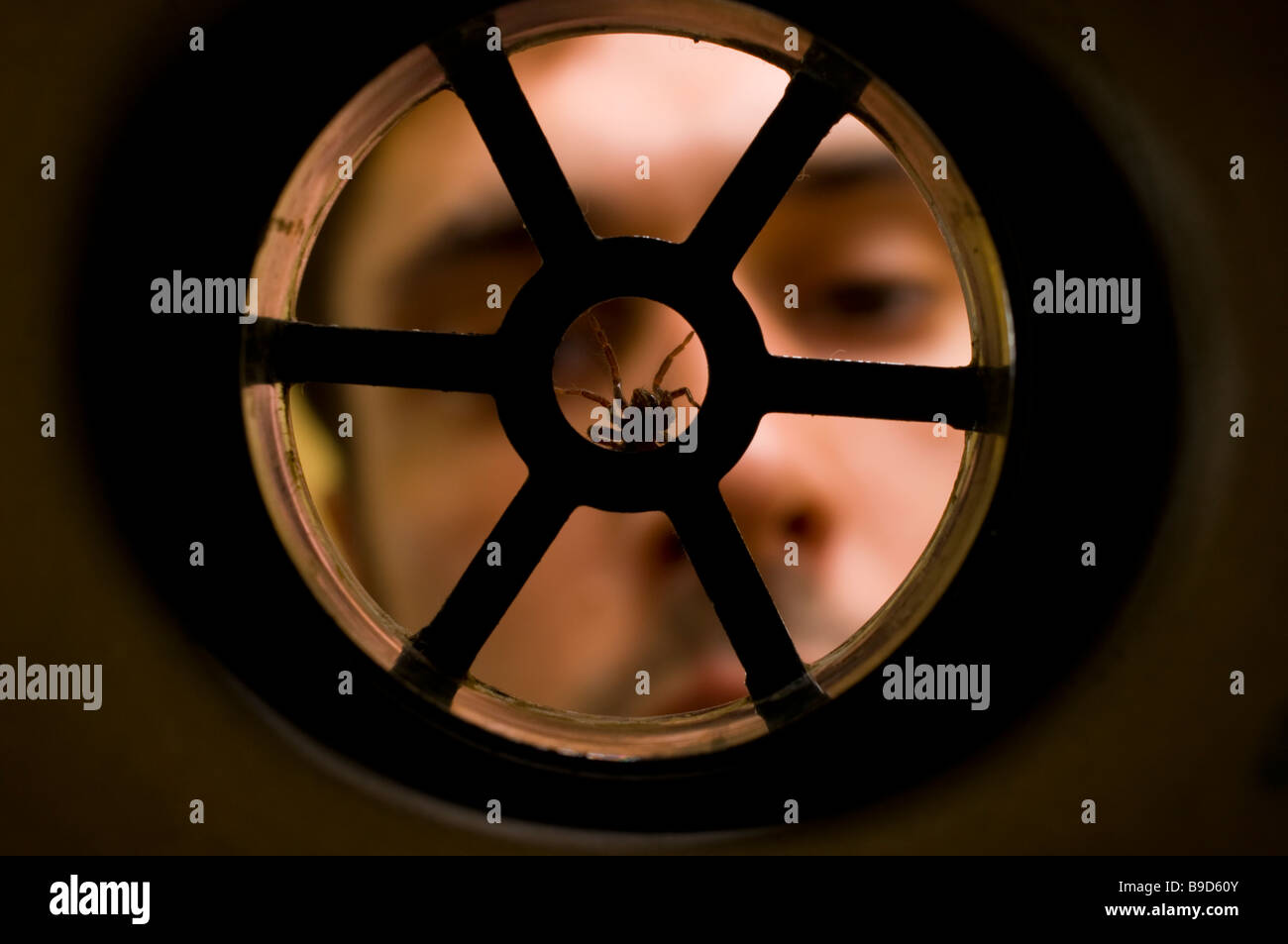 House spider hi-res stock photography and images - Alamy