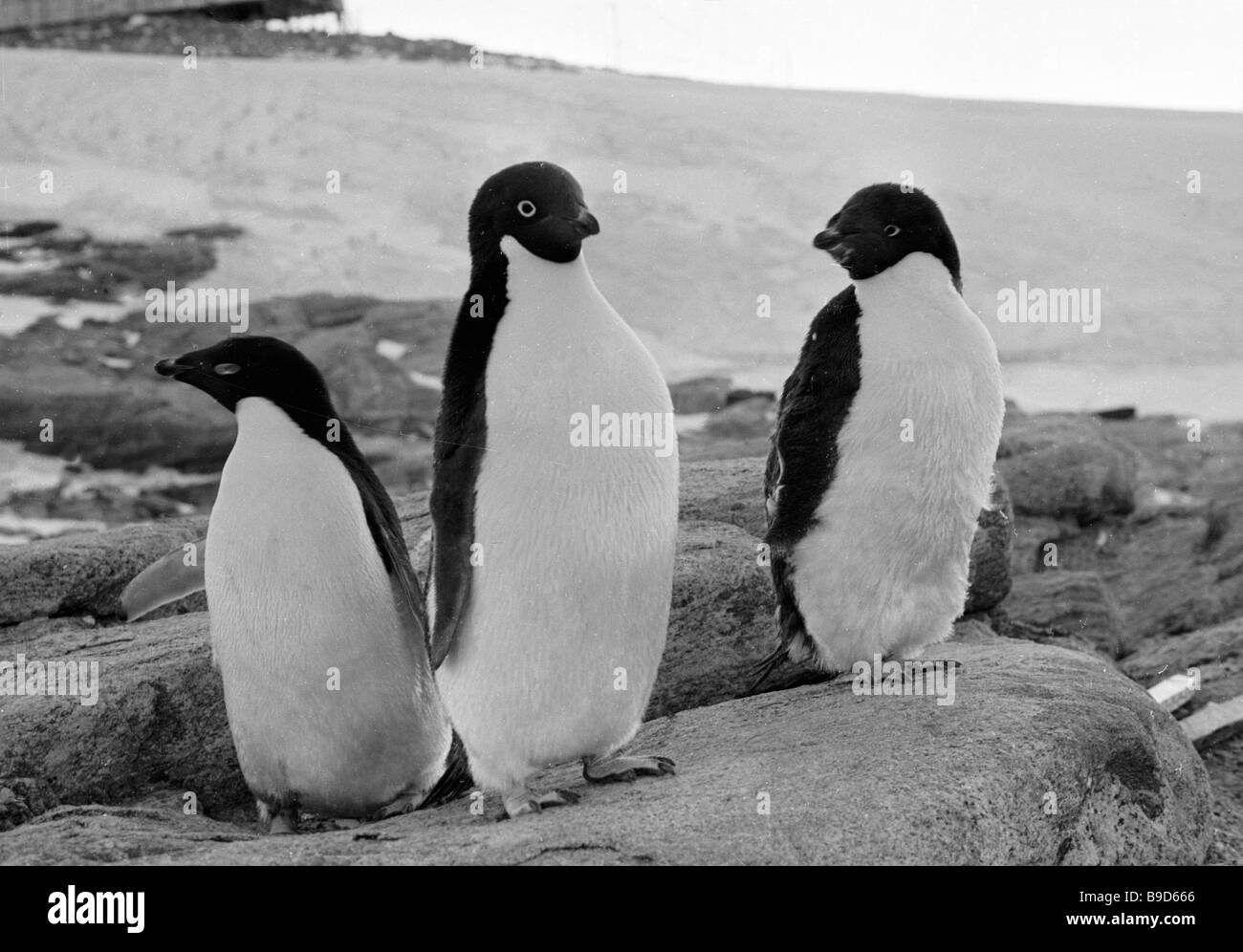 Adeli penguins in the Antarctic regions Stock Photo - Alamy