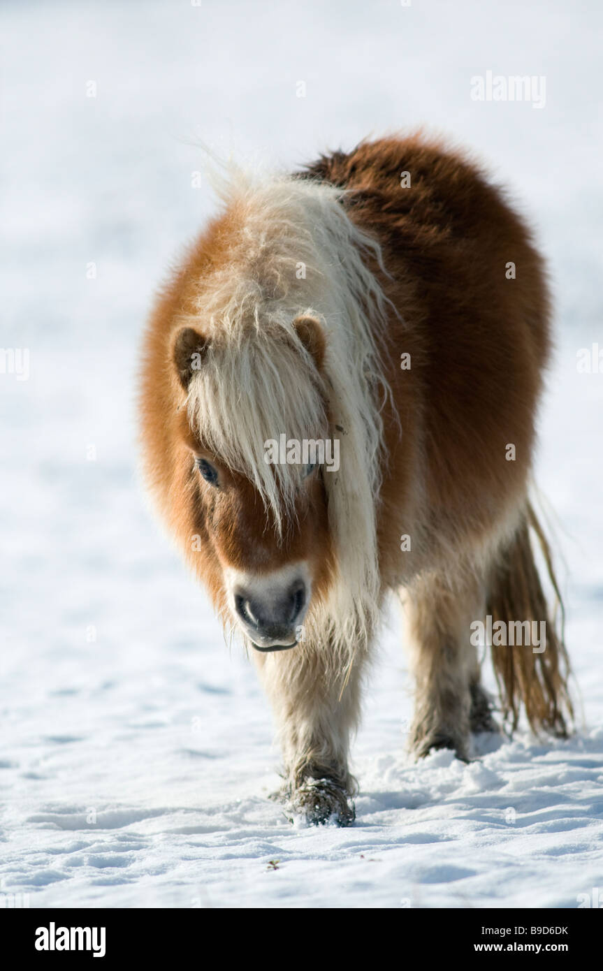 Minature Shetland Pony in snow UK Stock Photo - Alamy