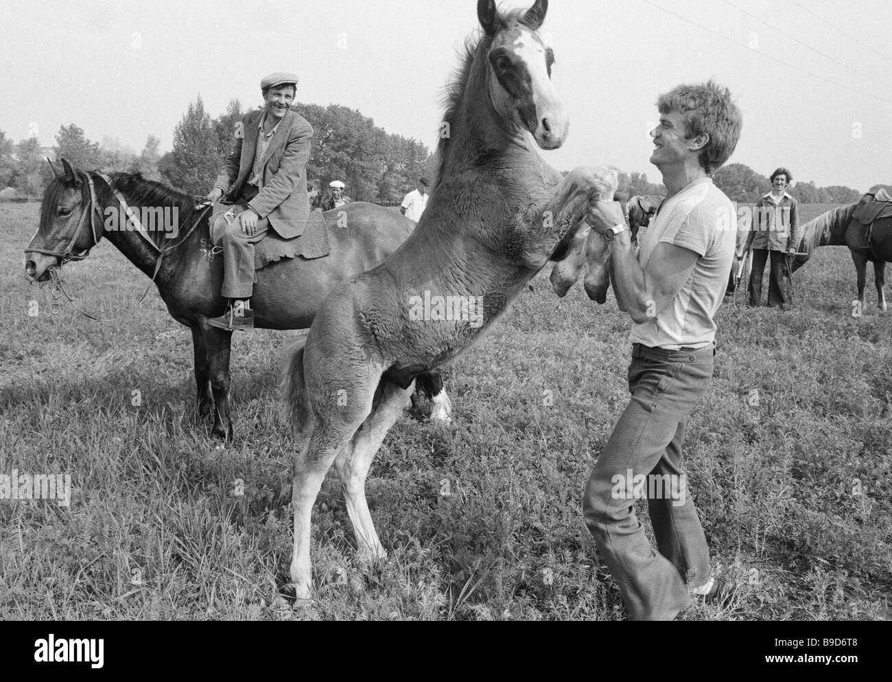 Foal Boston a Russian heavy draft at a state Novoaleksandrovsky stud ...