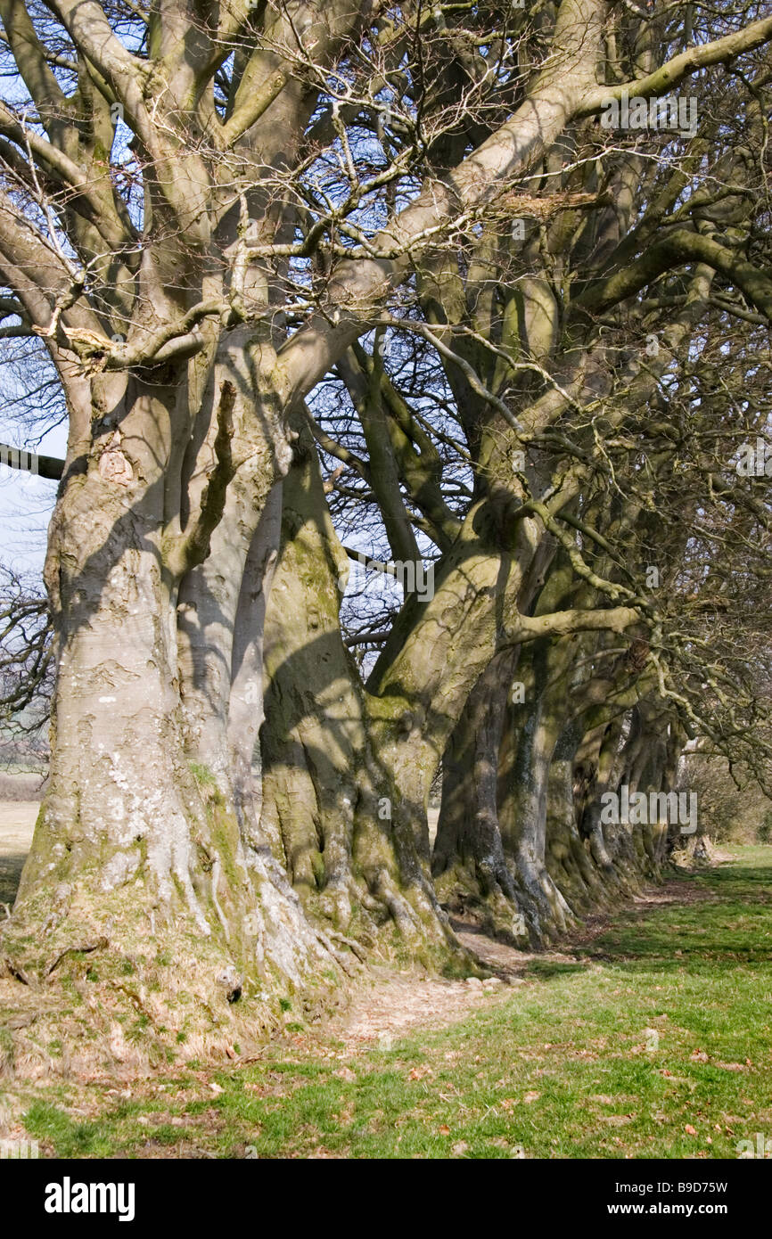 A stand of beech trees in early spring near Maesbury Hill Fort ...