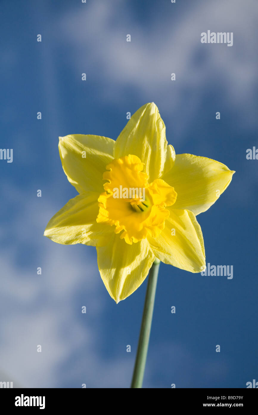 Single daffodil head against a blue sky Stock Photo - Alamy