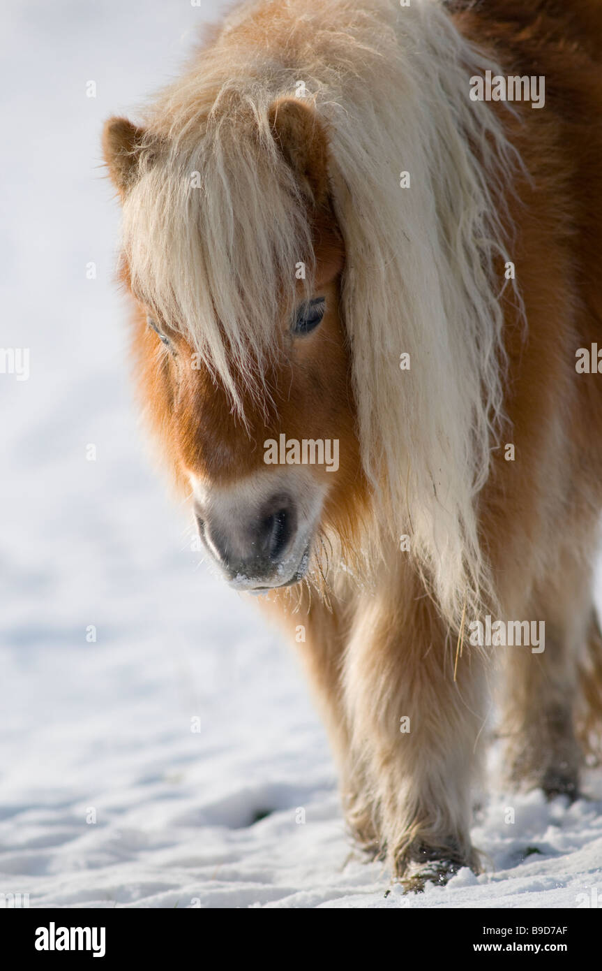 Minature Shetland Pony in snow UK Stock Photo - Alamy