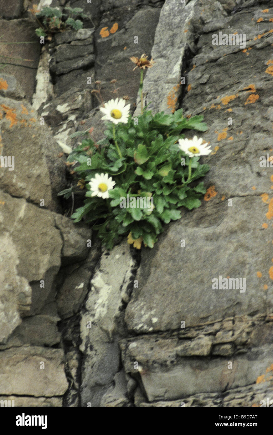 A daisy bush growing in a stone crevice Stock Photo - Alamy