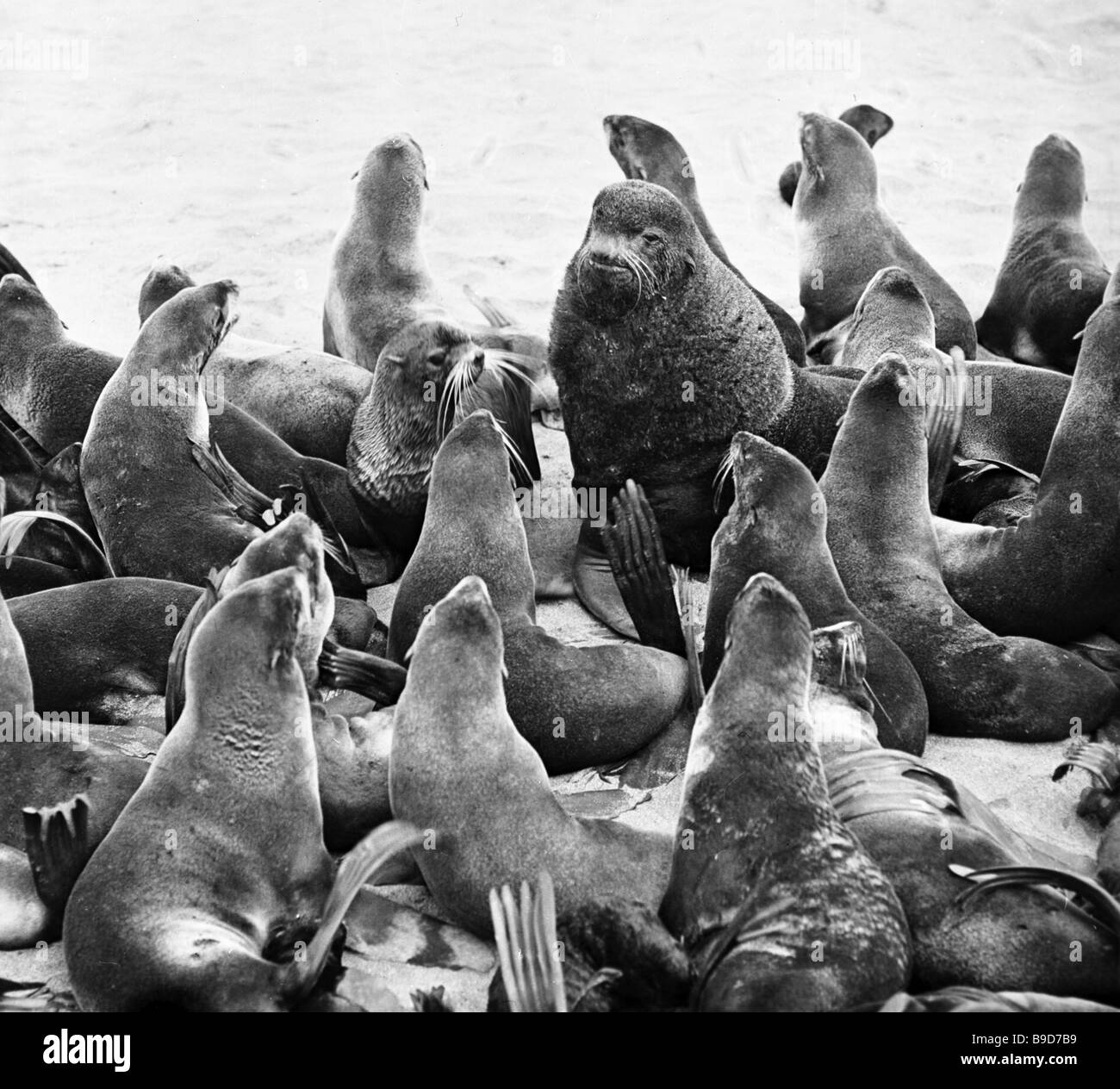 Sea lion rookery on Medny Copper Island Stock Photo - Alamy