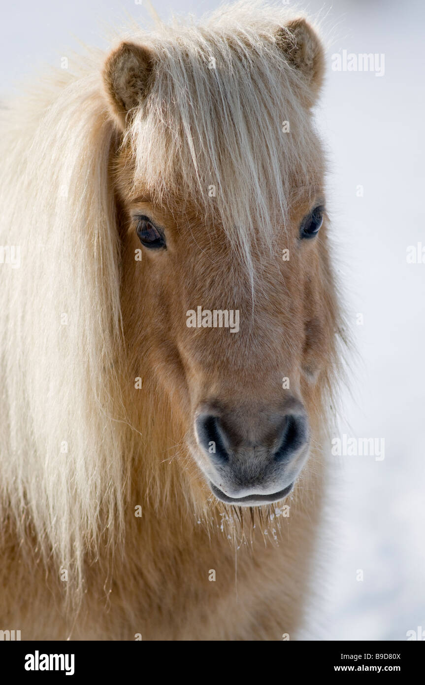 Shetland pony hi-res stock photography and images - Alamy