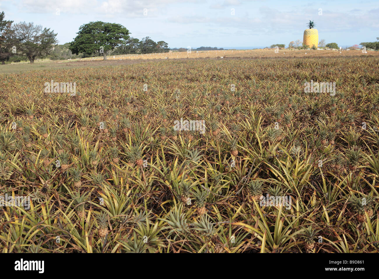 Big pineapple hi-res stock photography and images - Alamy