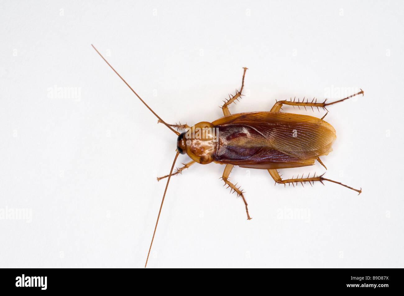 Cockroaches hi-res stock photography and images - Alamy