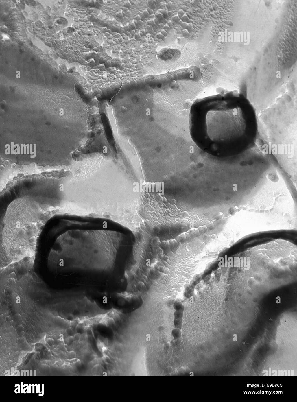 Diamond graphite concretions from the fall site of the Tunguska ...