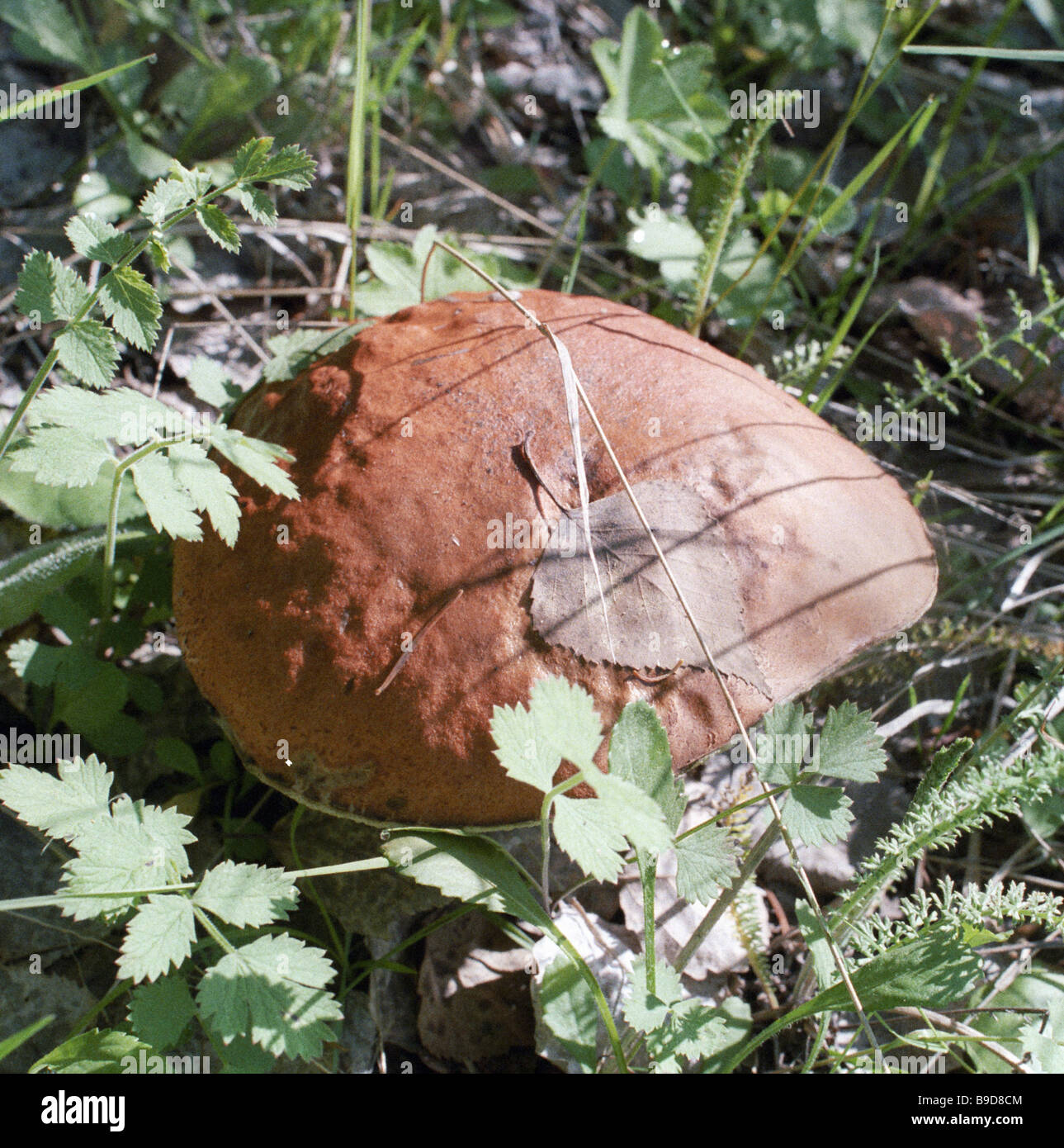 Orange cap boletus in the Siberian taiga Stock Photo - Alamy