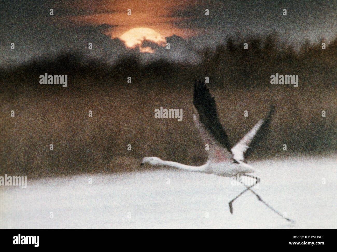 Pink flamingo at the Krasnovodsk bird preserve Stock Photo - Alamy