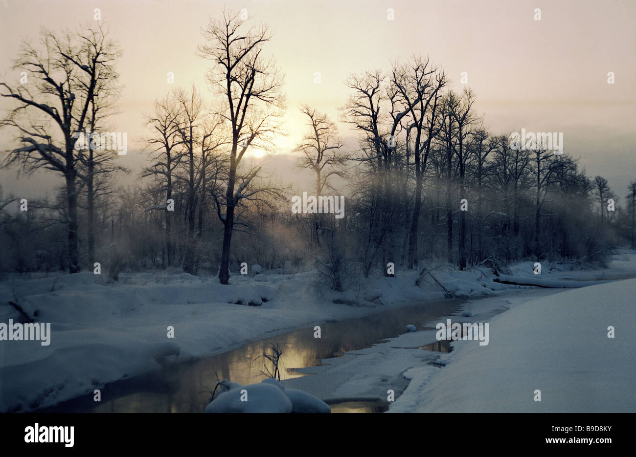 The winter forest in the Kamchatka Peninsula Stock Photo - Alamy