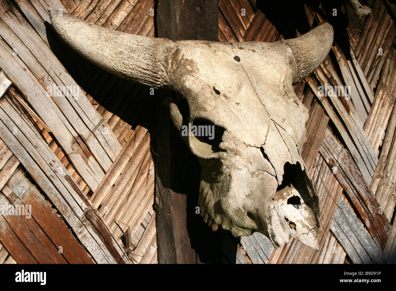 Naga tribe skull hi-res stock photography and images - Alamy