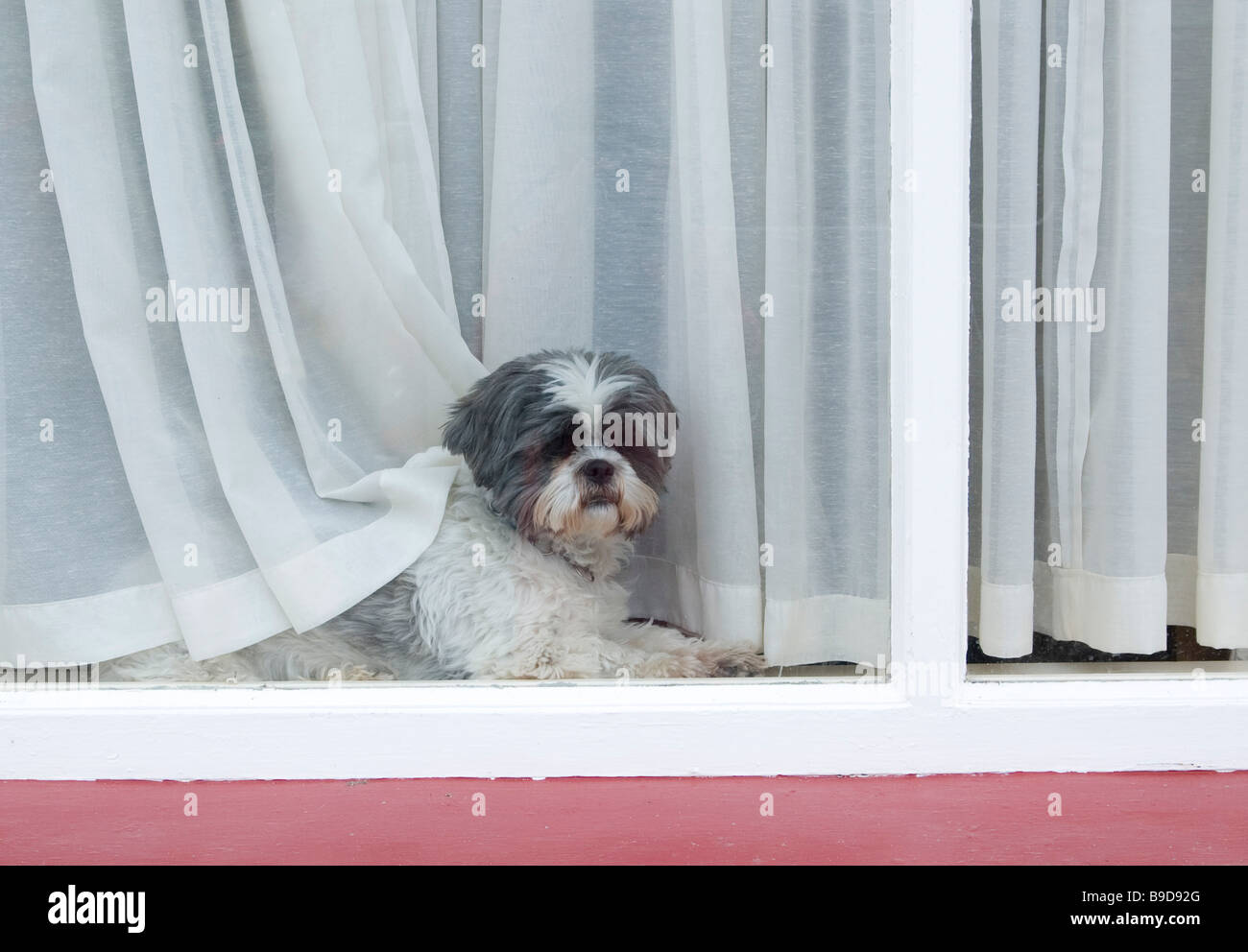a small old dog behind a window in kilkee county clare ireland Stock ...