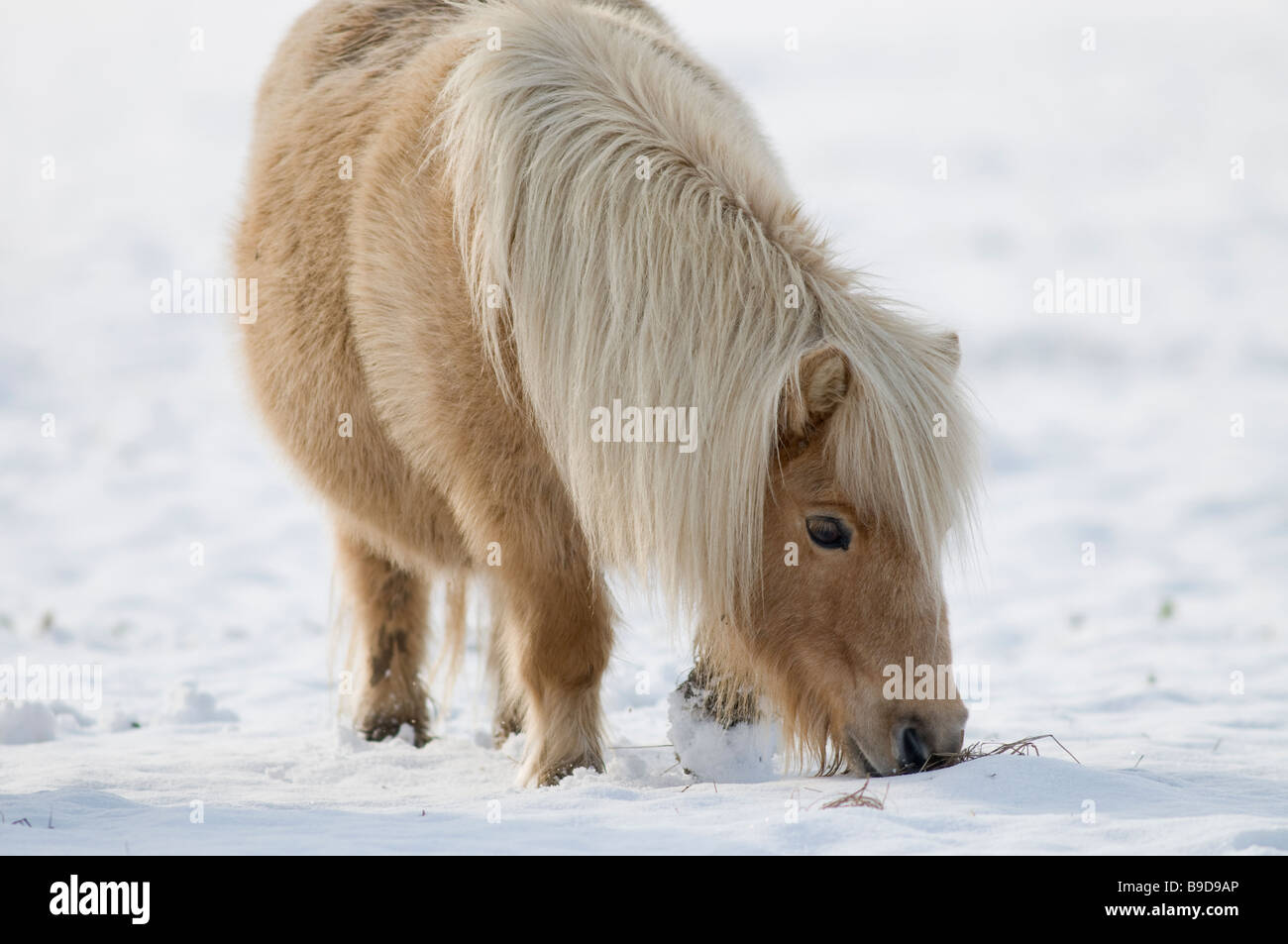 Minature Shetland Pony in snow UK Stock Photo - Alamy