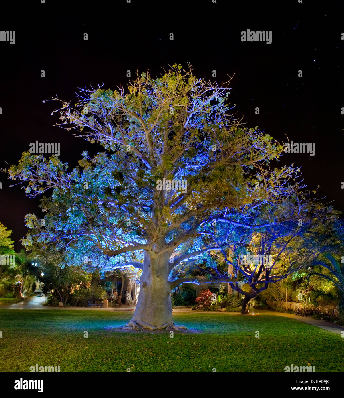 Large boab tree hi-res stock photography and images - Alamy